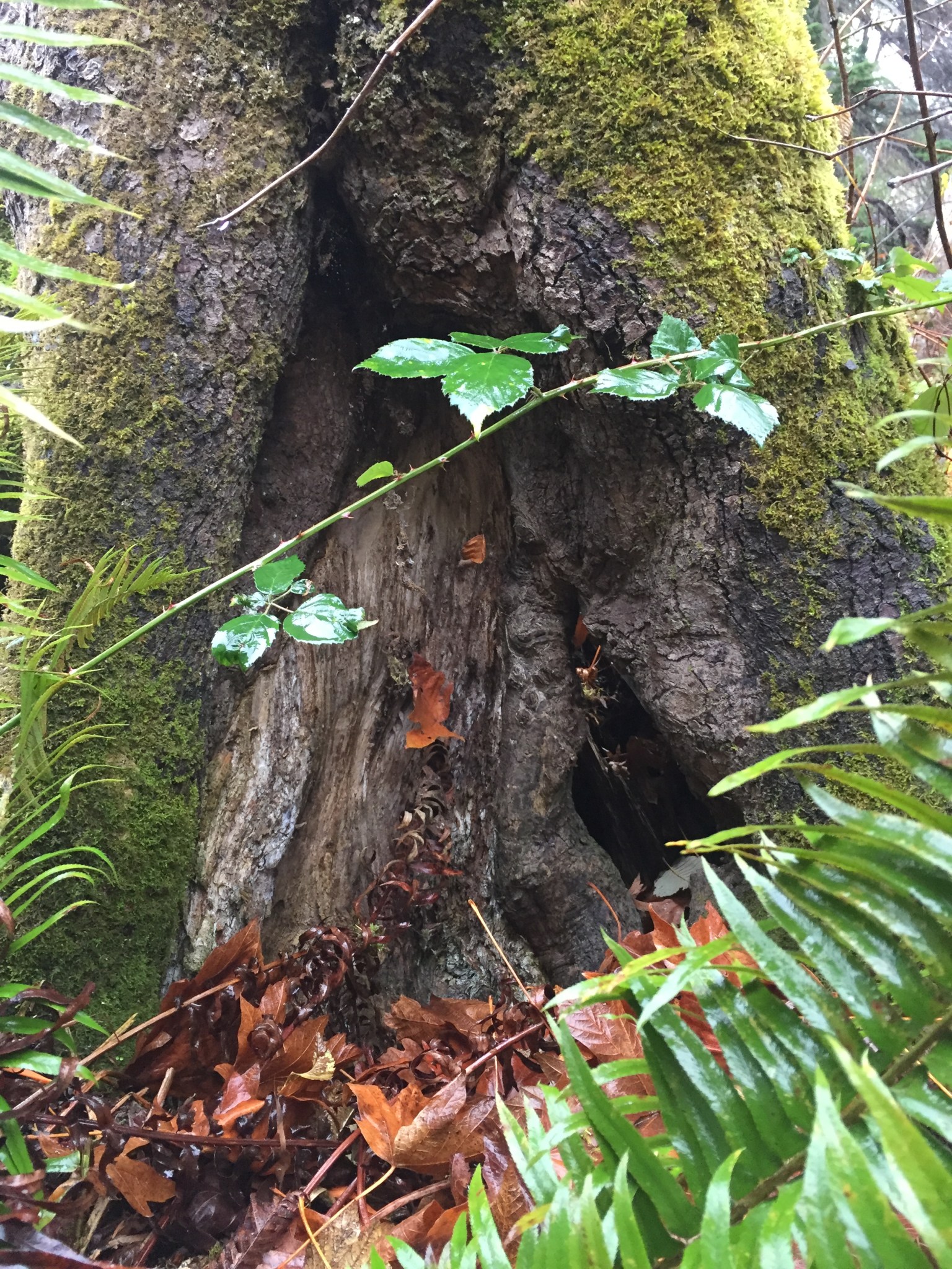 Advanced Arboricultural Assessment – Tree Risk Assessment and ...